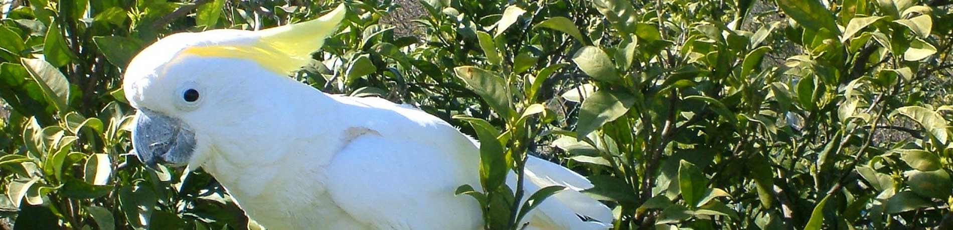 STAB VIDA - Bird Sex Determination