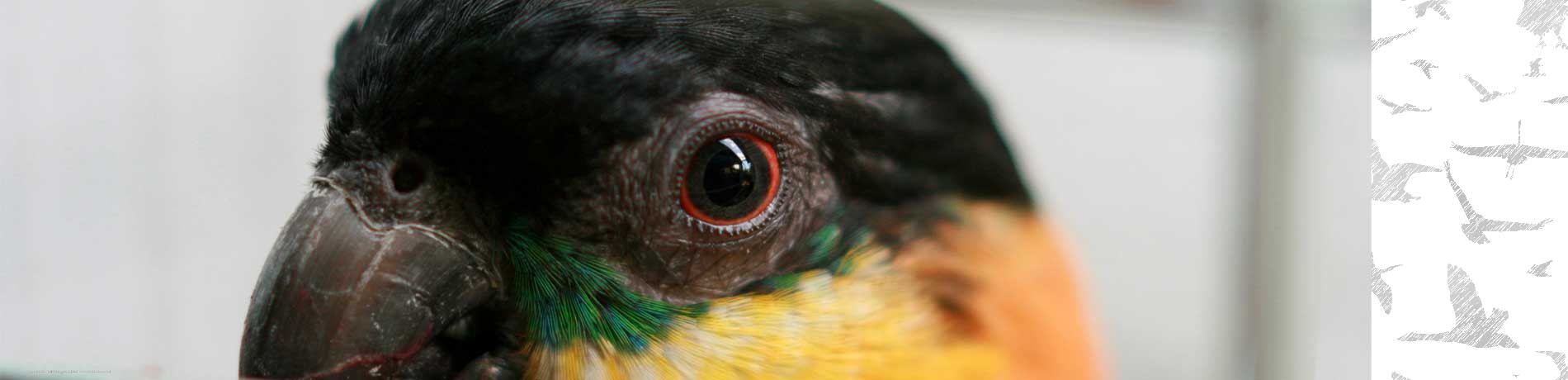 STAB VIDA - Bird Sex Determination