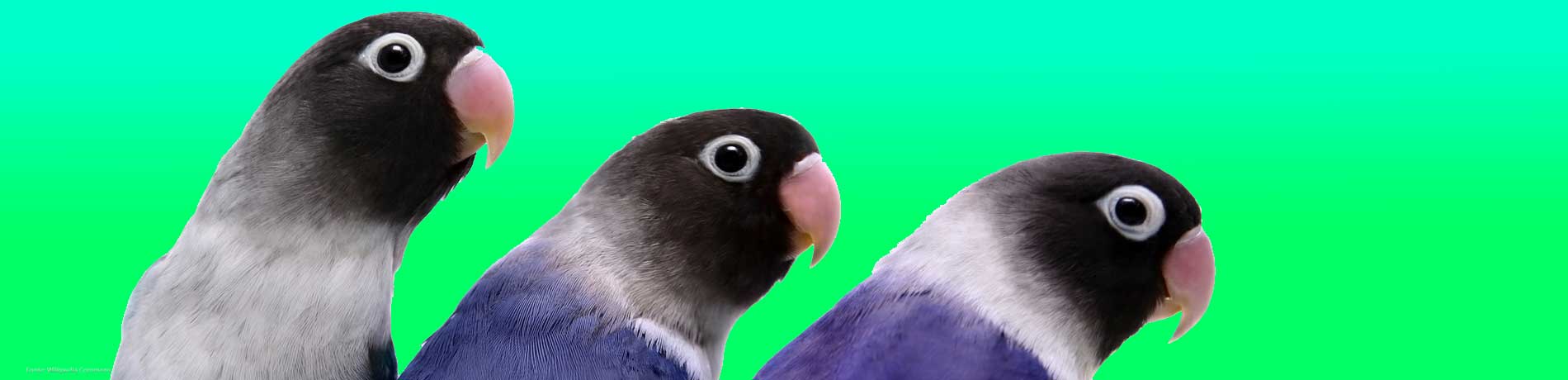 STAB VIDA - Bird Sex Determination